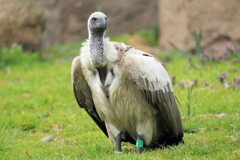 Ruppell s Vulture stock image. Image of grass, animal - 27563851