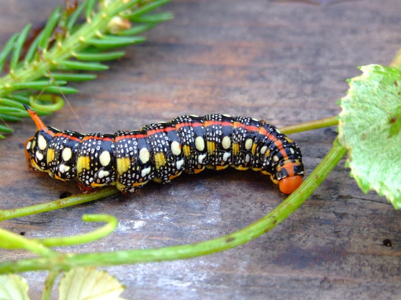 Rups stock foto. Image of dier, kleurrijk, worm, kauw - 5836138