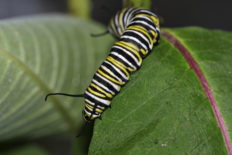 Rupsbanden Die Plantaardig Blad Eten Stock Foto - Image of larve, kool ...