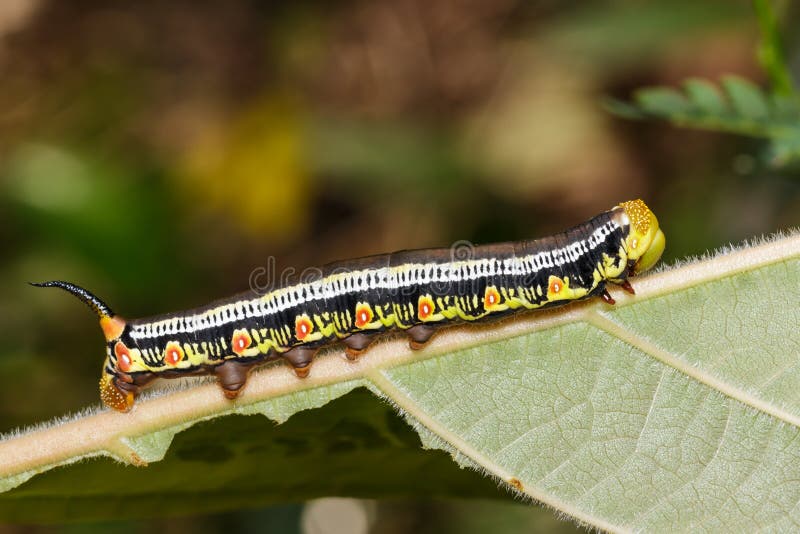 Pellucid hawk moth florida - hooliboys