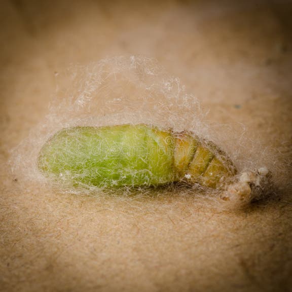 Rups in een zijden cocon stock foto. Image of cocon, zomer - 25763156