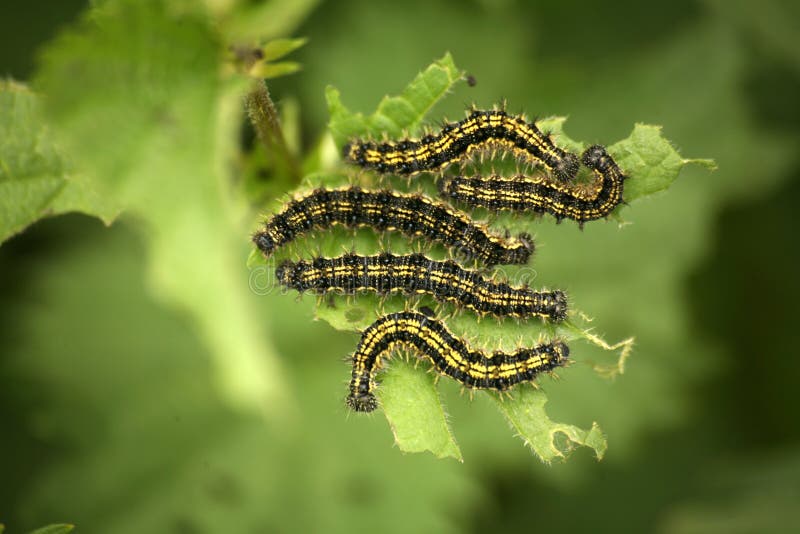 De Smerige Zwarte Rupsbanden Kruipen Op Groene Koolbladeren En Eten Hen ...