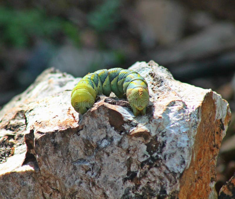 Rupsbanden Grote Groen stock foto. Image of reus, ongedierte - 40146484