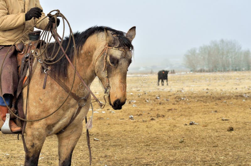 Rural Activity: Cow Pony and Roper in Large Pasture Stock Photo - Image ...