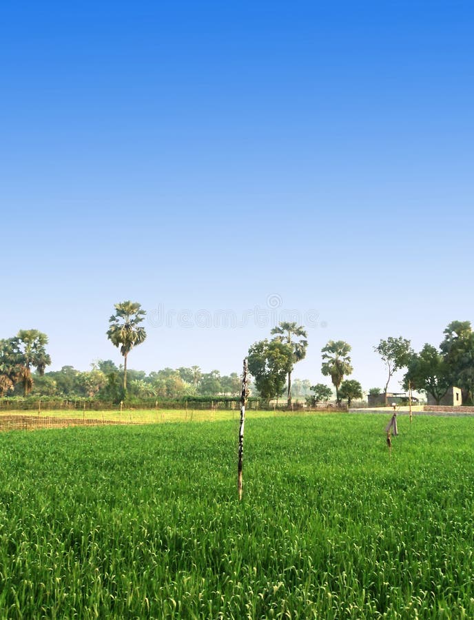 Rural agricultural field stock photo. Image of farm, india - 17957870