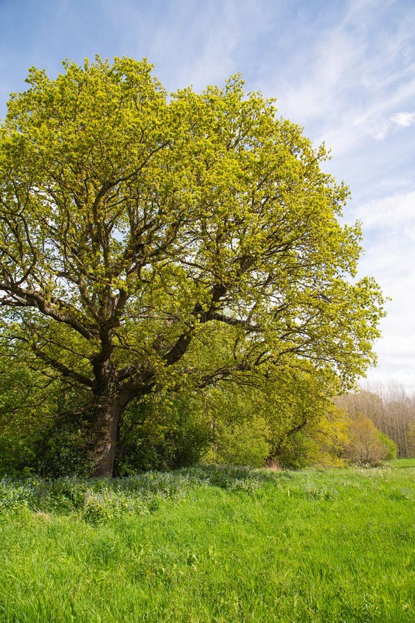 Rural Ancient English Oak Tree in Spring with Uncut Grass Stock Image ...