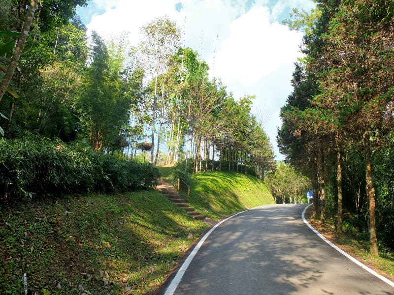 Rural Asphalt Road in the Forest Stock Image - Image of purity, area ...