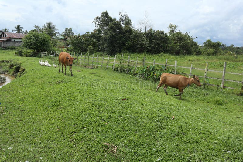 Rural Atmosphere stock image. Image of rural, cloud - 236210601