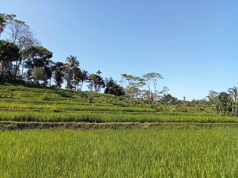 Rural Atmosphere of Green Rice Fields with Fresh Air Stock Image ...