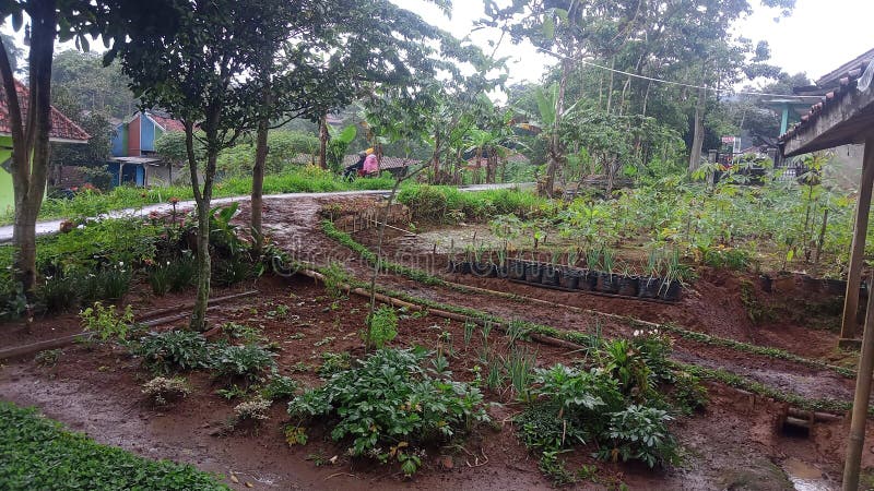 Rural Atmosphere of the Location of West Java Stock Image - Image of ...