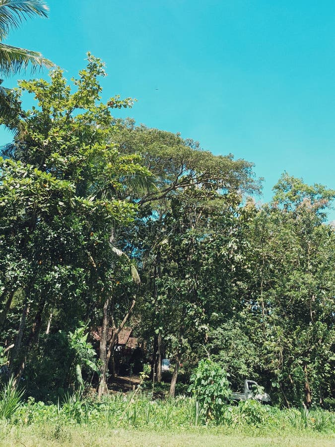 Rural Atmosphere with Lots of Teak Trees Stock Photo - Image of ...