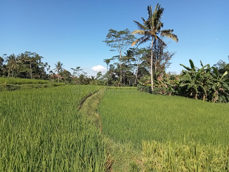 Rural Atmosphere with a Stretch of Green Rice Fields Stock Photo ...