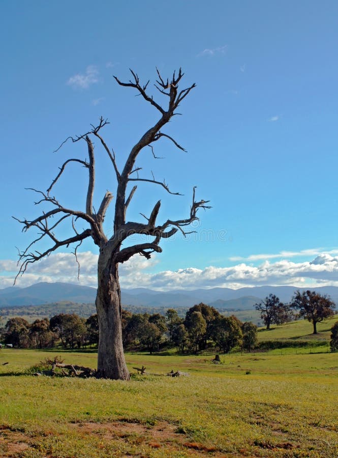 Australian farm stock photo. Image of farming, trees - 25570694