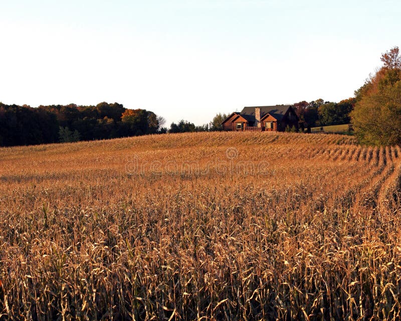 Rural Autumn Corn Field Surrounded by a Lot of Trees with a Rustic ...