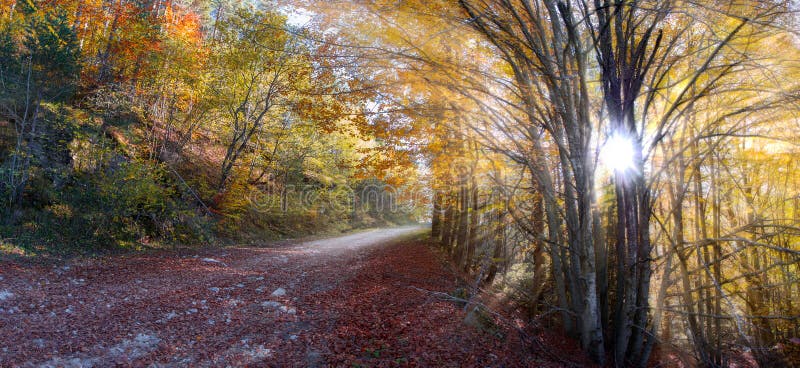 Autumn path stock photo. Image of tree, forest, foliage - 18996912