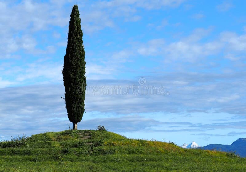 Single Cypress tree stock photo. Image of white, branch - 35465376