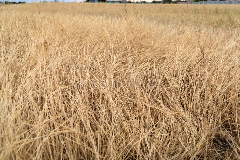 Rural Beautiful Landscape. Natural Background. Dry Grass Field Stock ...