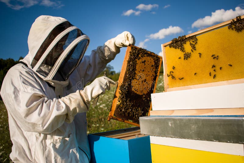 Rural Beekeeper Working with Bees, Holding Honeycomb Stock Photo ...