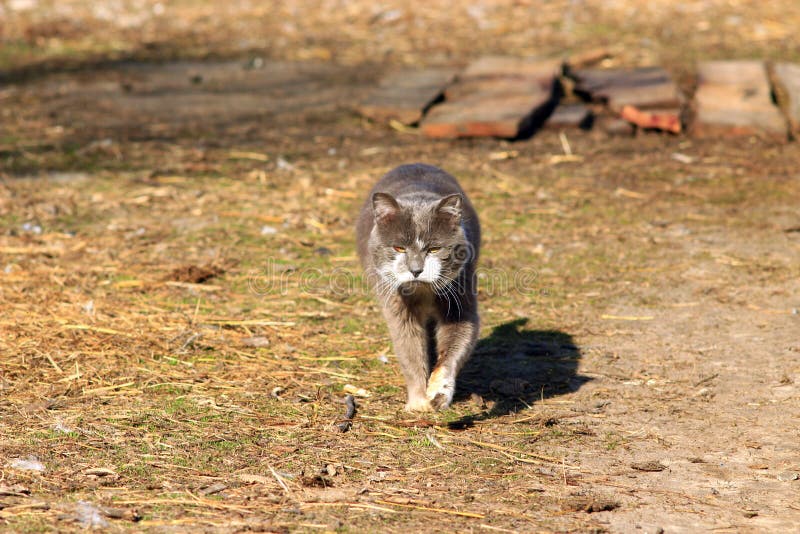 Rural cat going for a walk stock image. Image of downy - 55471151
