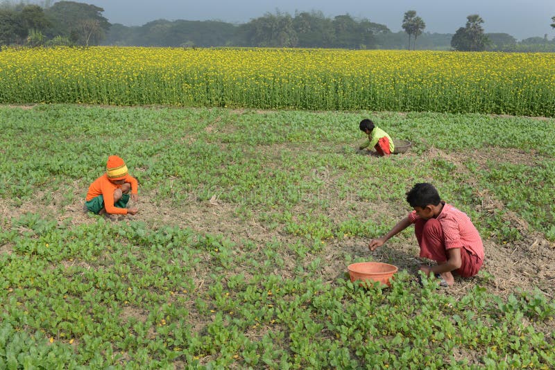 Rural Children in India editorial photo. Image of poor - 21162621