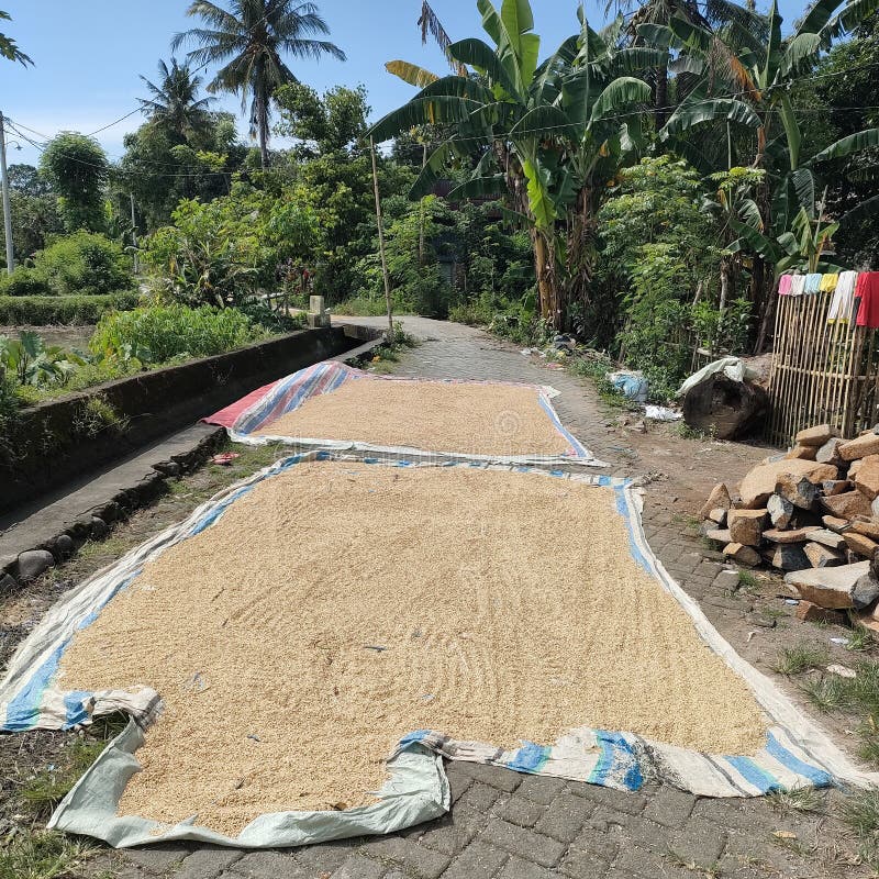 Rural Communities are Drying Grain in the Traditional Scorching Sun ...