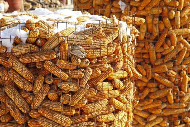 Rural Corn on the Cob, China Stock Photo - Image of cooking, sweet ...
