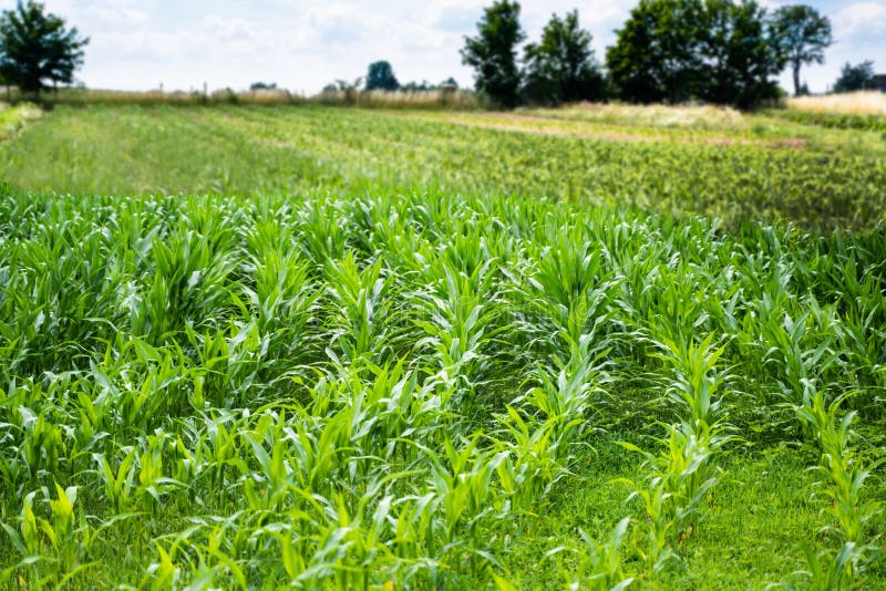 Rural Corn Farm Field Outdoors Stock Image - Image of farming, field ...