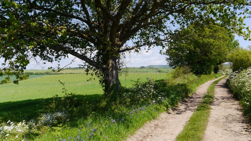 A Rural Country Lane in England Stock Photo - Image of calming, england ...