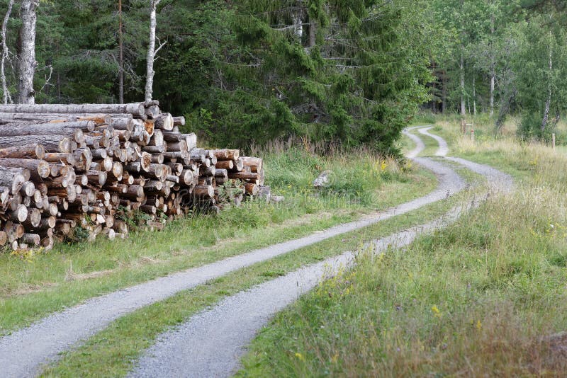 Rural Country Road in the Forest and a Pile of Tree Trunk Stock Photo ...