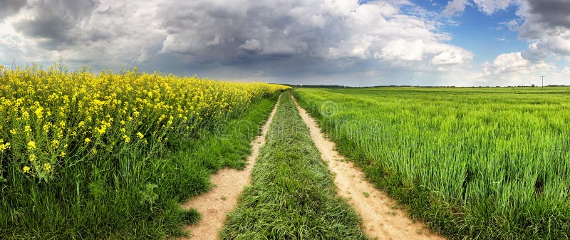 Rural Countryside Road through Meadow Fields with Green Herbs and Blue ...
