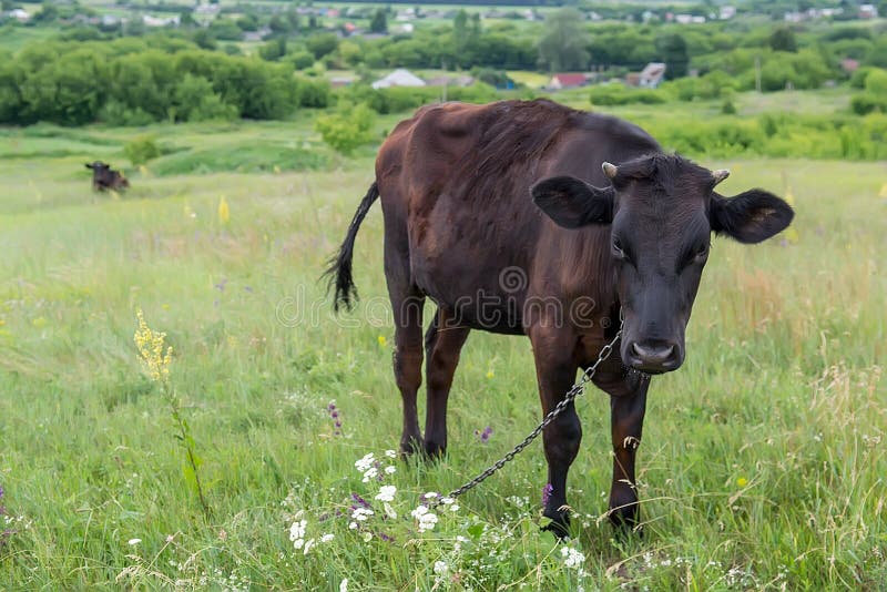 Rural Cow on a Pasture with a Chain Stock Photo - Image of leash, calf ...
