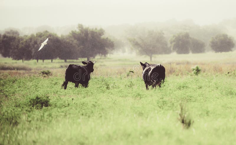 Rural Cows Graze on a Green Meadow. Rural Life. Stock Image - Image of ...