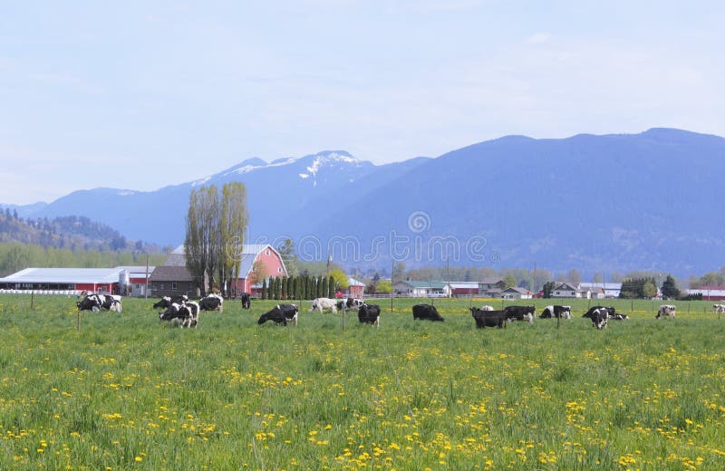 A Rural Dairy Farm stock image. Image of breed, beef - 24466037