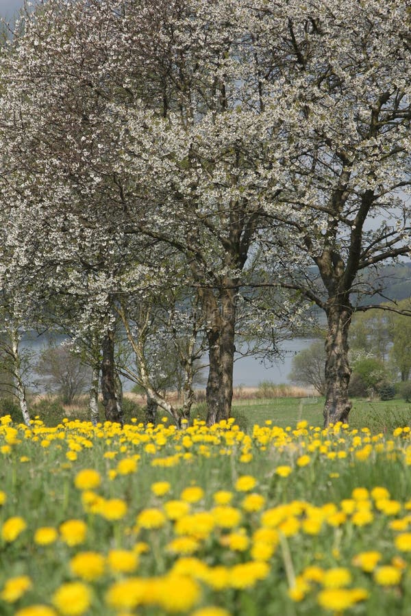 Rural denmark stock photo. Image of gardens, season, flora - 20230282