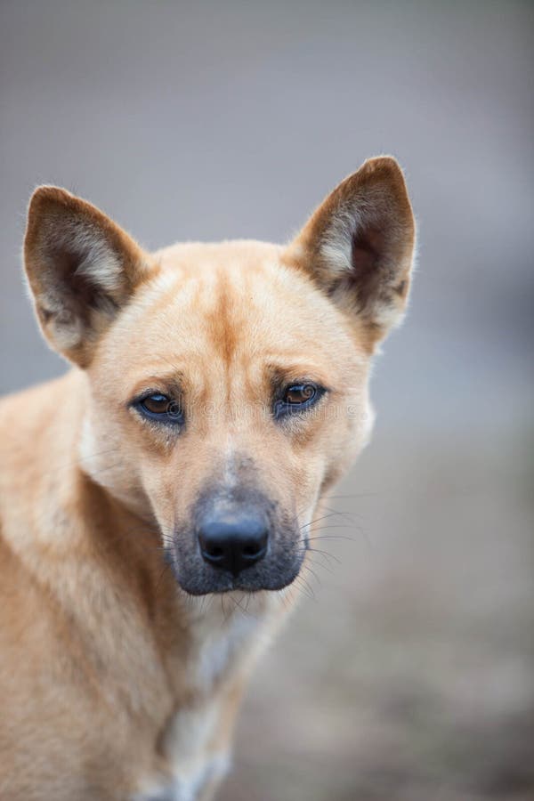 Rural dog stock image. Image of portrait, bright, eyes - 48729835