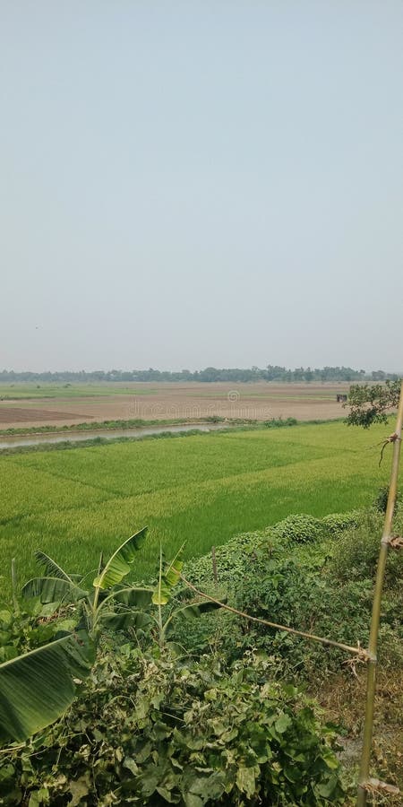 Rural environment stock image. Image of ganges, india - 313517611
