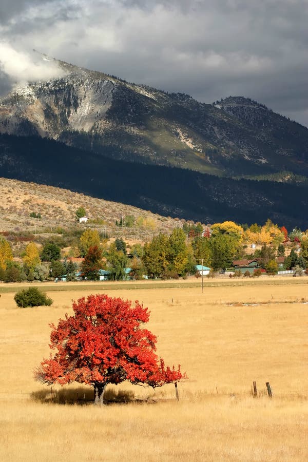 Rural Fall Tree stock image. Image of peaceful, environment - 1933199