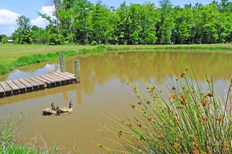 Rural farm duck pond stock image. Image of reed, lake - 9585017