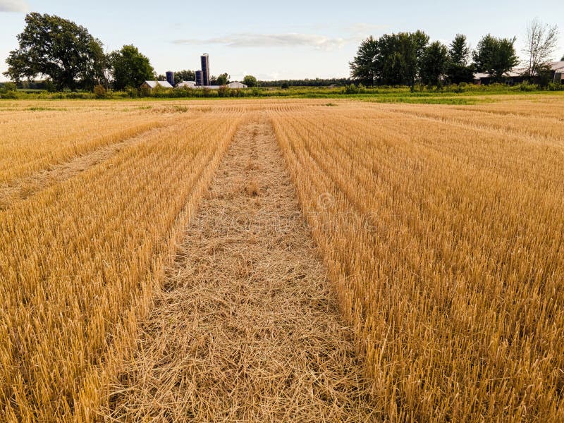 Rural Farm Field in Wisconsin View of Wheat Fields Stock Image - Image ...
