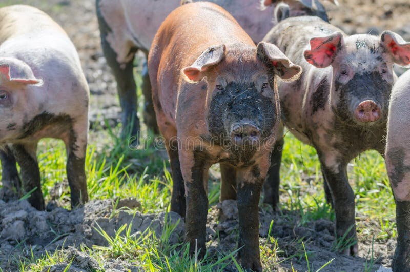 Rural Farm with Funny Dirty Pigs Walking Stock Photo - Image of farming ...