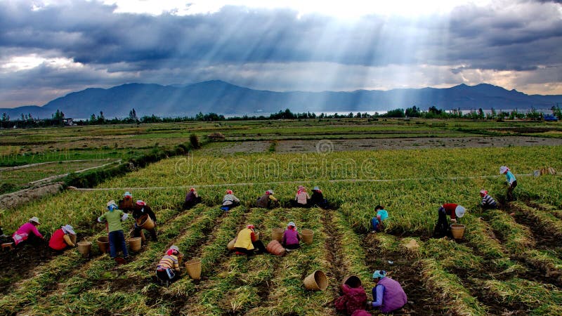 Rural editorial photo. Image of live, farmers, farmer - 47759806