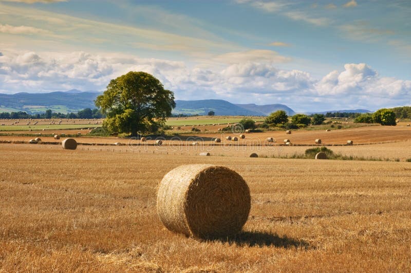 Rural farming landscape stock photo. Image of bale, industry - 10635718