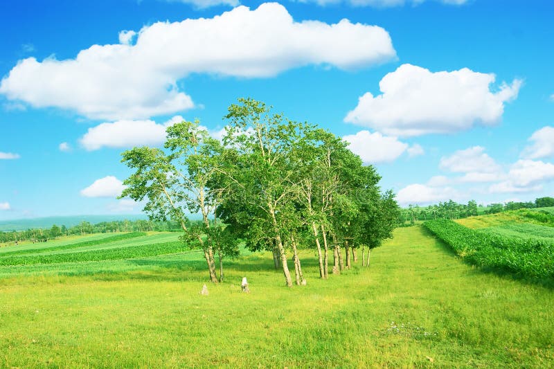 Rural farmland stock photo. Image of environmental, meadow - 21707640
