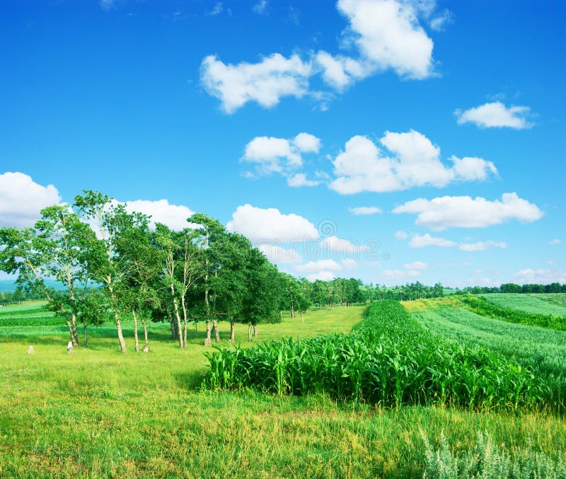 Rural farmland stock image. Image of agriculture, nature - 21707657