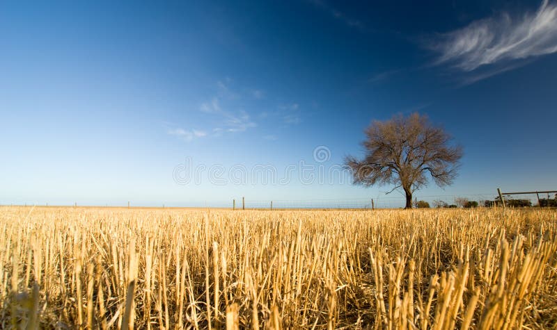 Rural Field stock image. Image of australia, iconic, tourism - 8866601