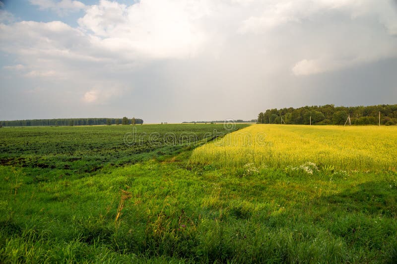 Rural field, harvesting stock photo. Image of ecology - 43618194