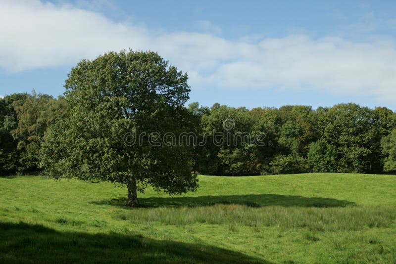 Rural Field Scene in the Lake District Stock Image - Image of valley ...