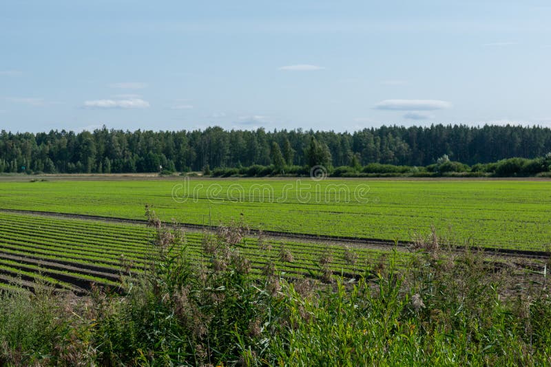 Rural Field with Vegetables. Cultivated Agricultural Field Stock Image ...
