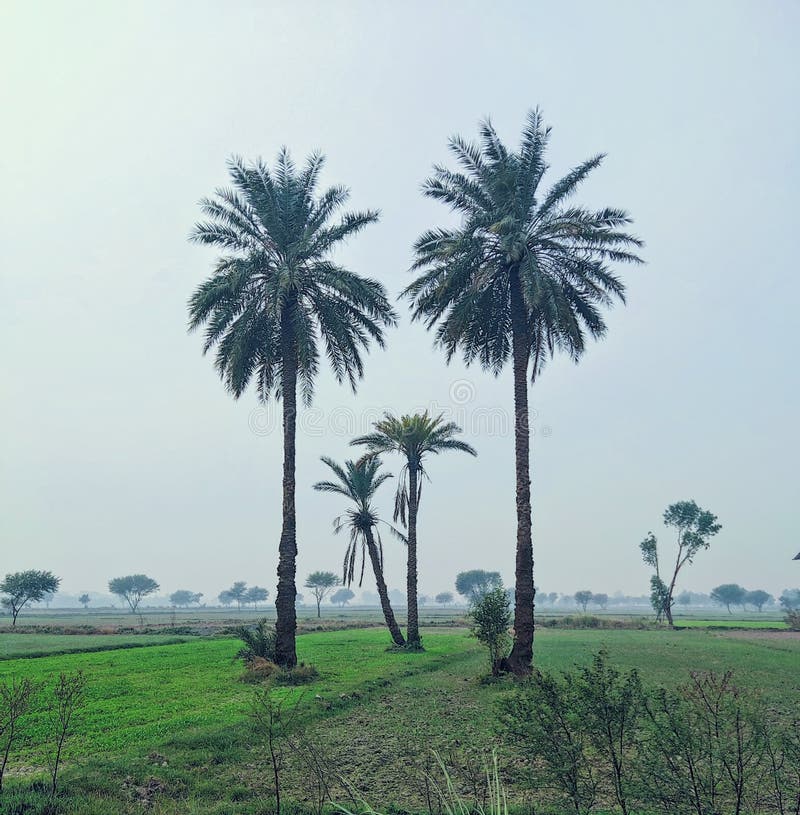 A dates tree stock photo. Image of stood, land, tall - 125992698