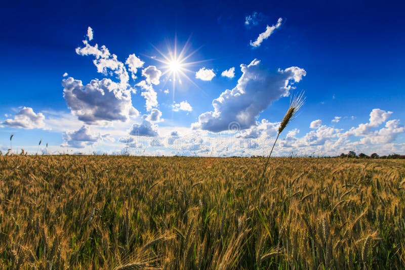 Rural Fields on a Sunny Day Stock Image - Image of environment, black ...